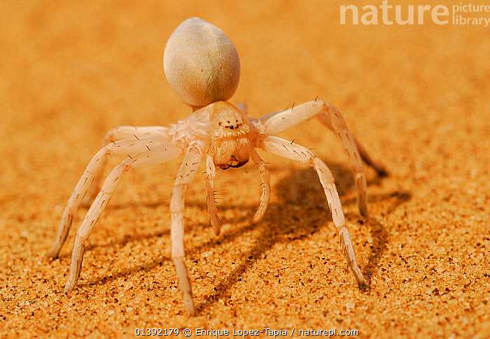 Stock photo of Golden wheel / Cartwheeling spider (Carparachne ...