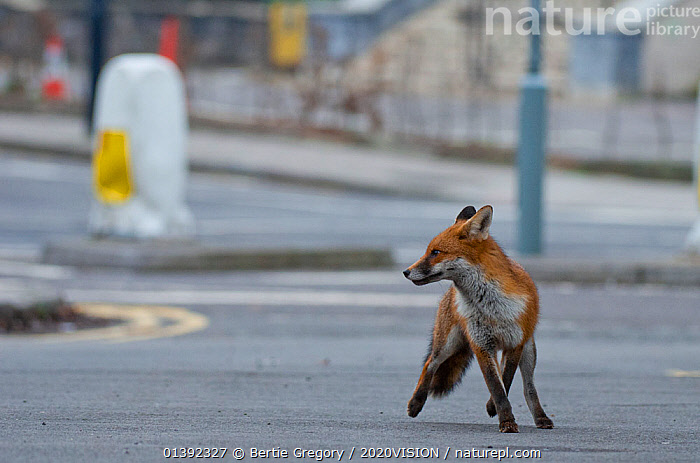 Fox Running Down The Street