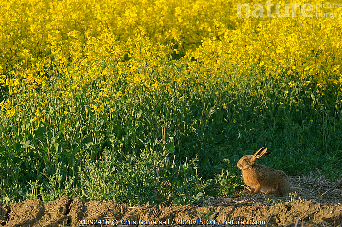 Stock photo of Brown hare (Lepus europaeus) by Oilseed rape crop at ...