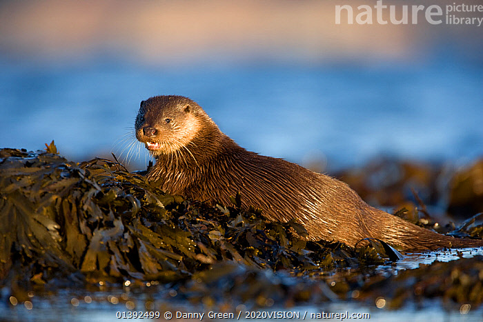 Stock photo of European river otter (Lutra lutra) resting resting on ...