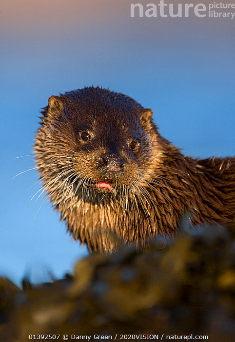Stock photo of European river otter (Lutra lutra) resting amongst the ...