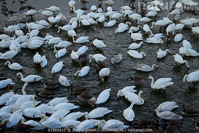 Stock photo of Whooper Swans (Cygnus cygnus) and Barnacle Geese feeding ...