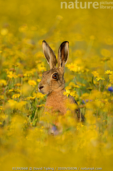 Stock photo of European hare (Lepus europaeus) in set aside field ...