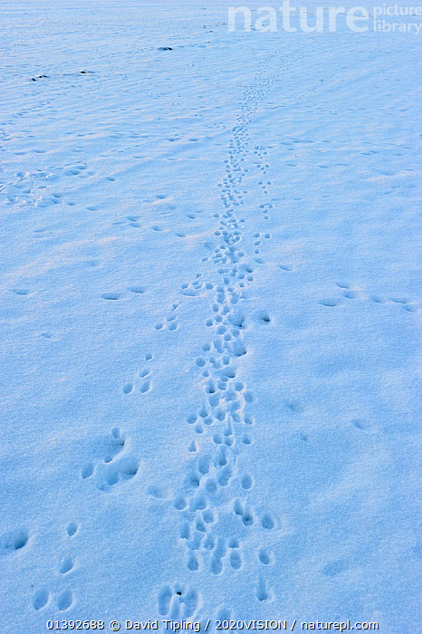 Stock photo of European hare (Lepus europaeus) footprints in snow ...