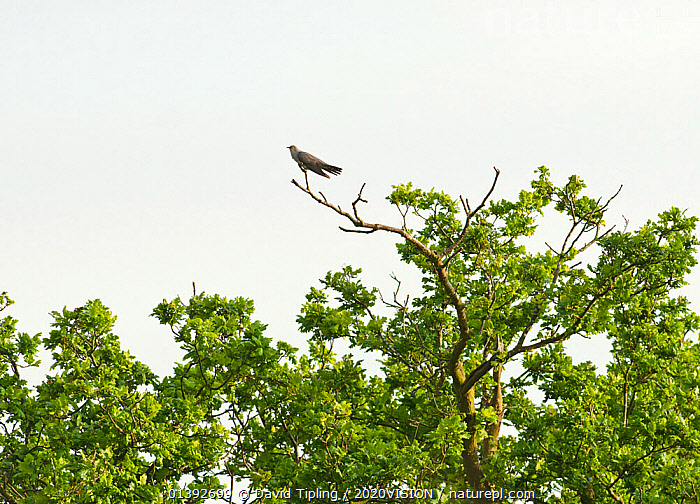 Stock photo of Cuckoo (Cuculus canorus) perched in oak tree, Woodwalton ...