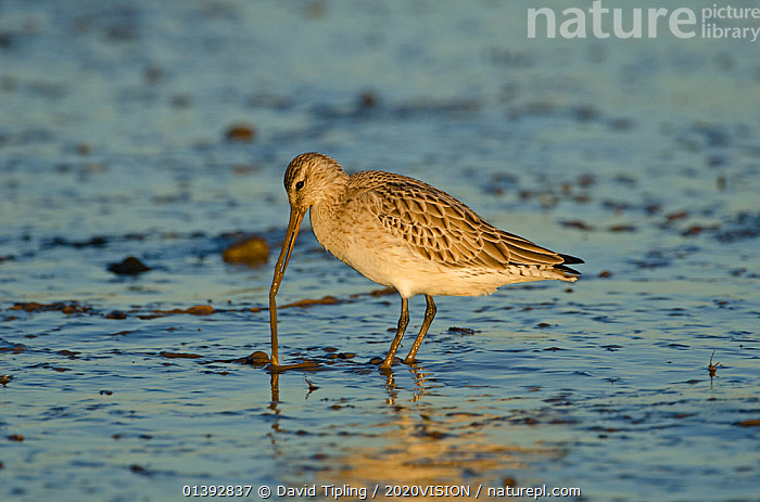 Stock photo of Bar-tailed Godwit (Limosa lapponica) foraging for tidal ...