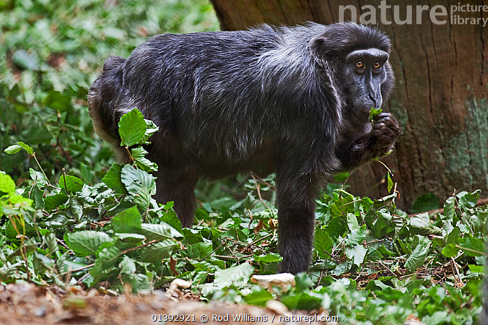 Stock photo of Heck's macaque (Macaca hecki) standing eating a leaf ...