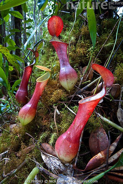 Stock photo of RF- Aerial pitchers of the red variant of pitcher plant ...
