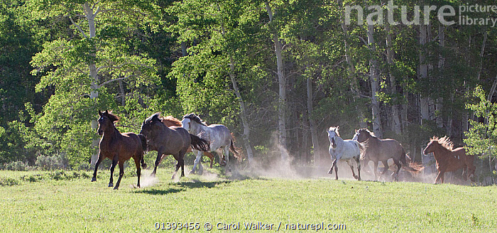 Horse Herd Galloping