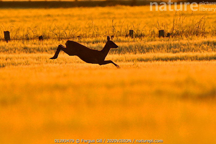 Stock photo of Roe Deer (Capreolus capreolus) doe leaping through ...
