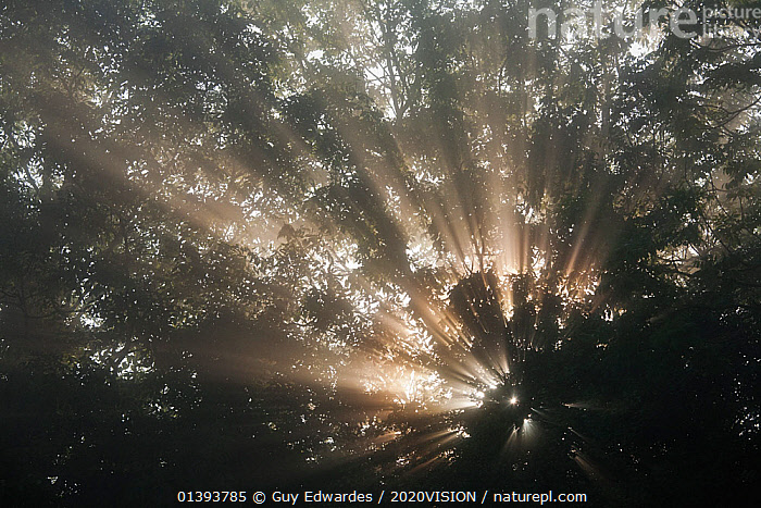 Stock photo of Sun rays bursting through woodland canopy. New Forest ...