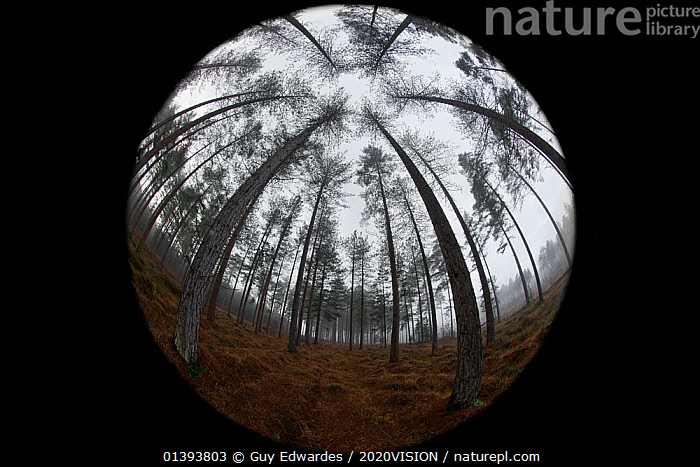 Stock photo of Fisheye view of coniferous forest at Bolderwood. New ...