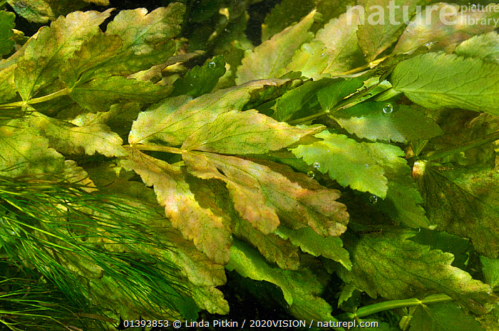 Stock photo of Aquatic plants in River Itchen: Fool's-water-cress ...