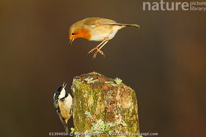 Stock photo of Robin (Rubecula eritacus) and coal tit (Parus major ...