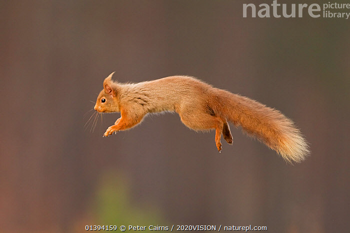 Stock photo of RF- Red squirrel (Sciurus vulgaris) jumping. Cairngorms ...