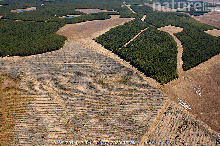 Stock photo of Aerial view of selectively felled forestry plantation ...