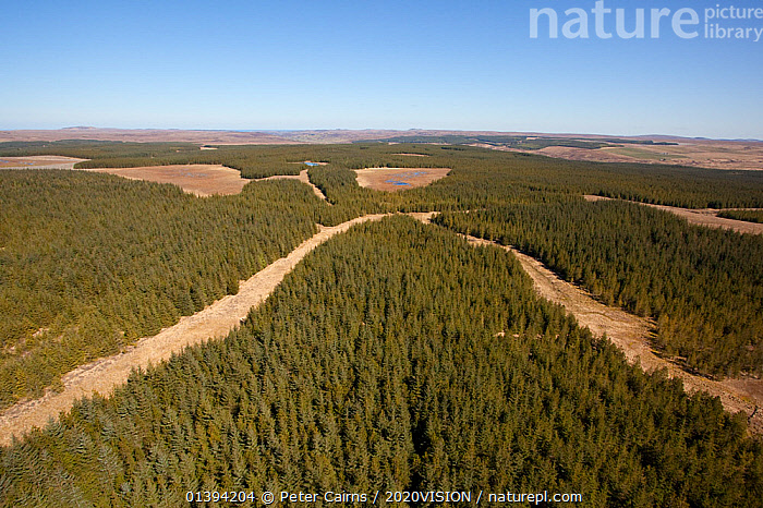 Stock photo of Aerial view of blocks of forestry plantation planted on ...