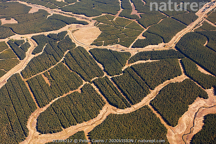 Stock photo of Aerial view of blocks of forestry plantation planted on ...