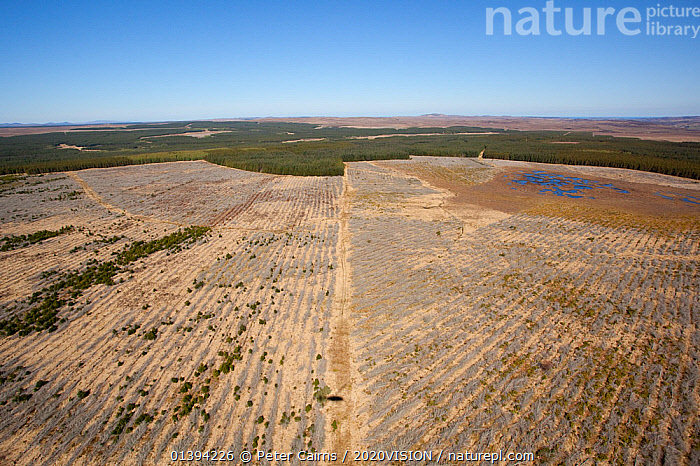 Stock photo of Aerial view of blocks of forestry plantation planted on ...