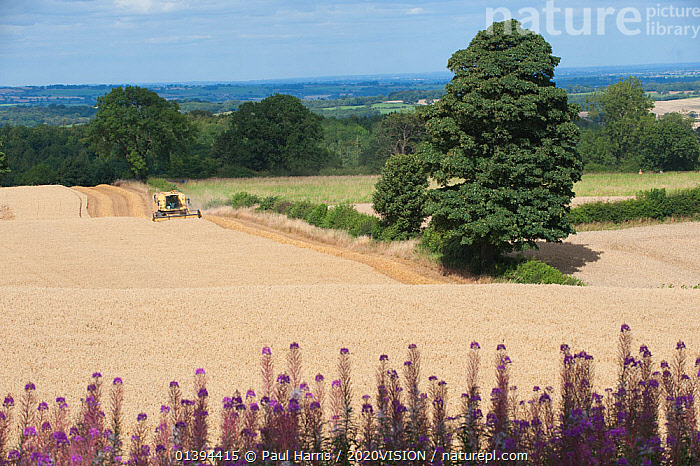 Stock photo of Combine harvester combining Oats, Haregill Lodge Farm ...