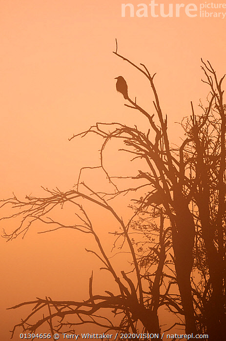 Stock photo of Carrion crow (Corvus corone) perched in a dead tree ...