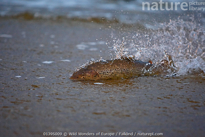 Stock photo of Sea trout (Salmo trutta) migrating from the sea to a ...