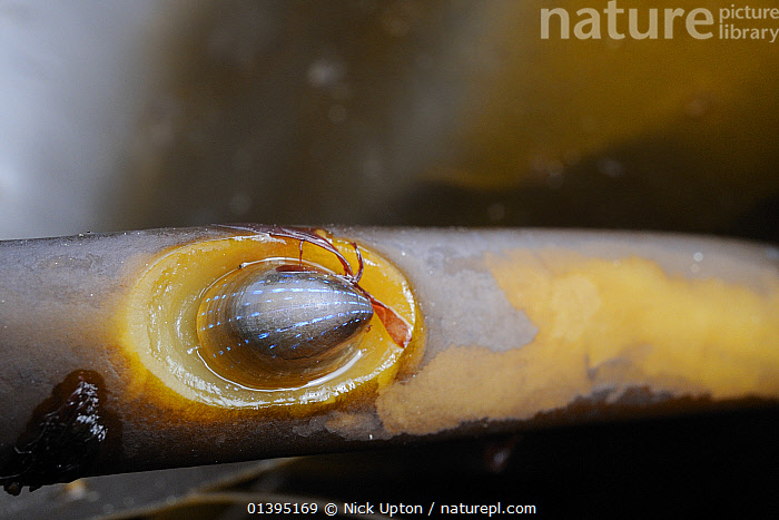 Stock photo of Blue rayed limpet (Patina pellucida) in depression on ...