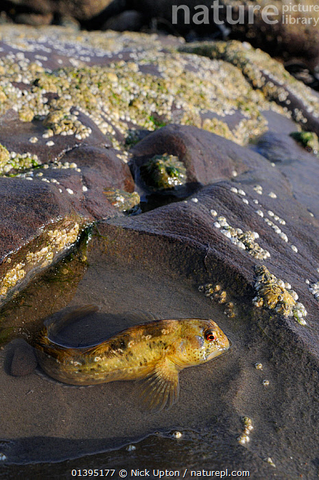 Stock photo of Shanny (Lipophrys pholis) in small rockpool on a falling ...