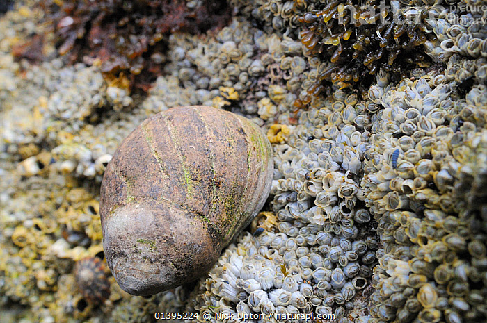 Stock photo of Adult Common periwinkle (Littorina liitorea) with well ...