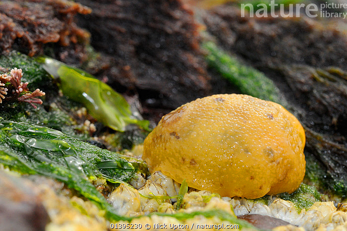 Stock photo of Sea lemon (Archidoris pseudoargus) sea slug among Common ...