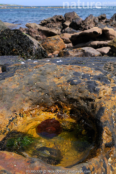 Stock photo of Beadlet anemone (Actinia equina) and Common limpets ...