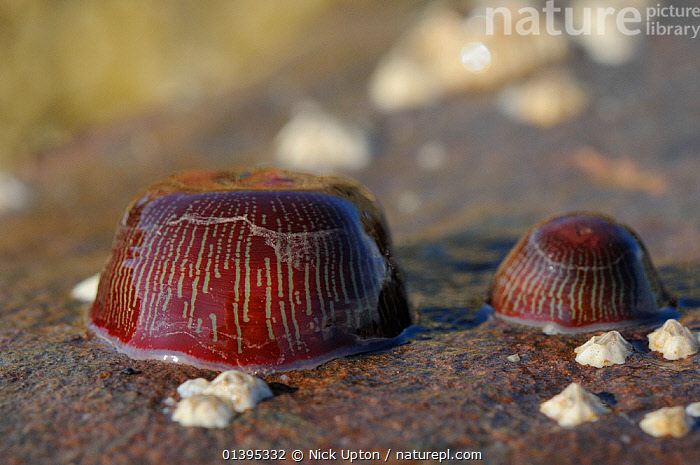 Stock photo of Two Beadlet anemones (Actinia equina), green-striped ...