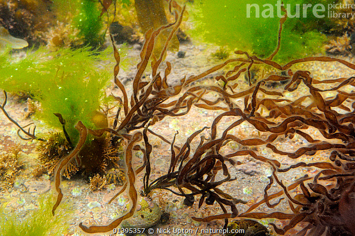 Stock photo of A filamentous red alga (Dumontia contorta) growing in a ...