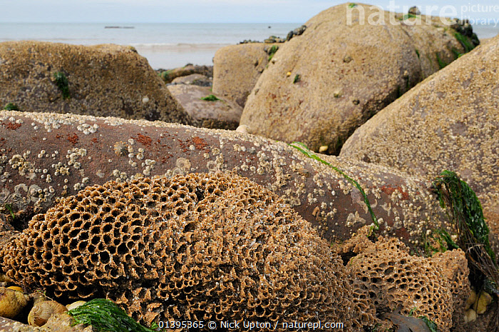 Stock photo of Honeycomb worm reef (Sabellaria alveolata) with ...