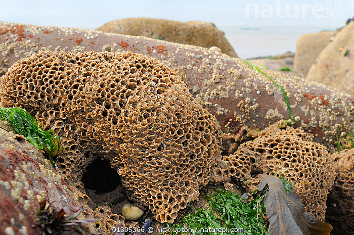 Stock photo of Honeycomb worm reef (Sabellaria alveolata) with ...