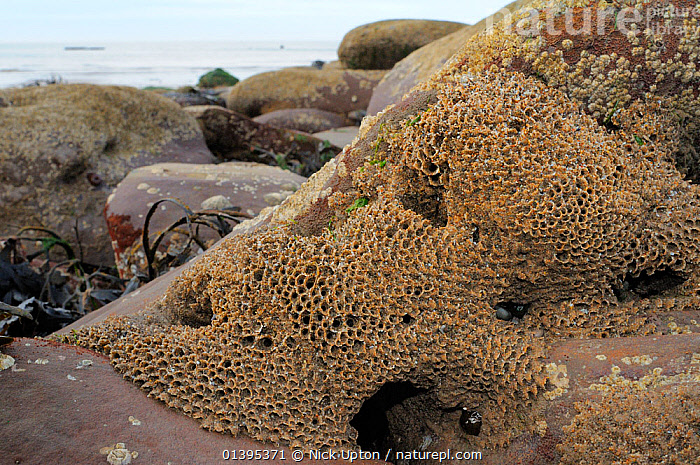 Stock photo of Honeycomb worm reef (Sabellaria alveolata) with ...