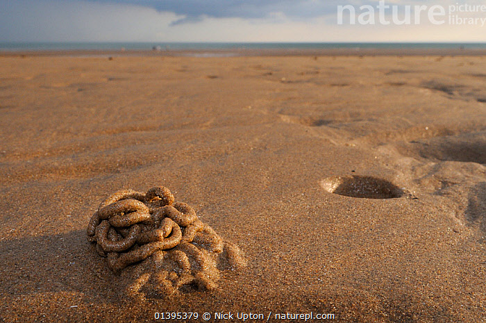 Stock photo of Cast and feeding depression of a Lugworm (Arenicola ...