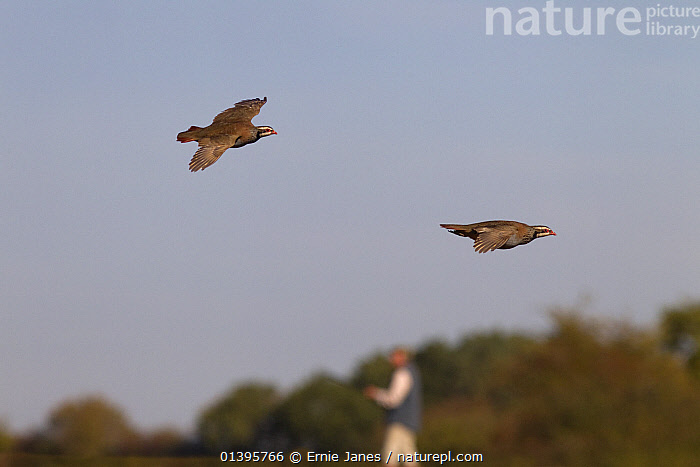 Stock photo of Red legged partridges (Alectoris rufa) two in flight ...