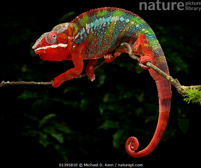 Stock photo of Panther chameleon (Furcifer pardalis) coloured red, blue ...