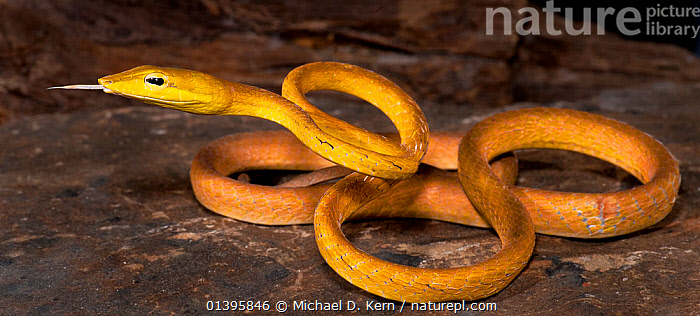 Stock photo of Long nosed tree snake / Asian vine snake (Ahaetulla ...