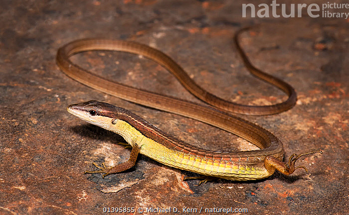 Stock photo of Oriental long-tailed grass lizard (Takydromus ...