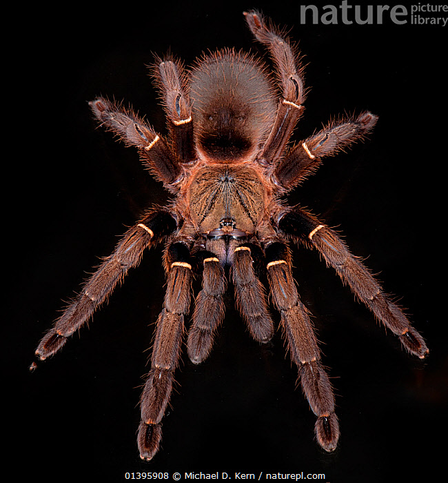 Stock photo of Blue Fang Tarantula, (Ephebopus cyanognathus) captive ...