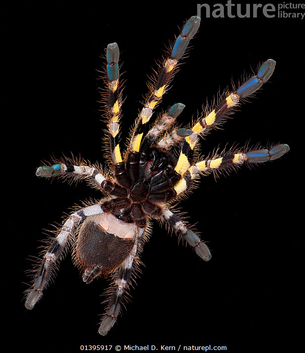Stock photo of Indian Ornamental Tarantula, (Poecilotheria regalis ...