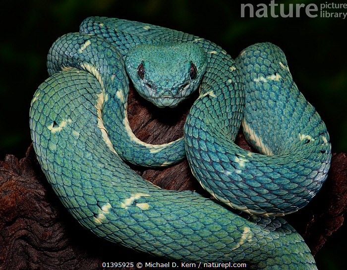 Stock photo of Side-Striped Palm Viper (Bothriechis lateralis) captive ...