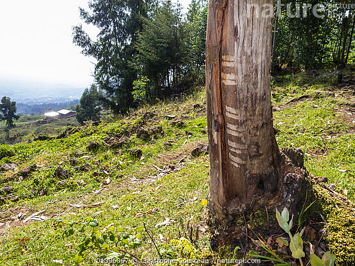 Stock photo of Mountain gorilla (Gorilla beringei) silverback teeth ...