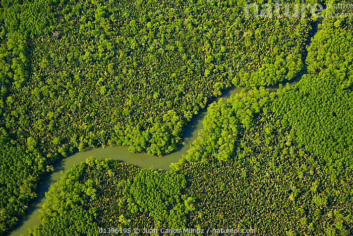 Stock photo of Aerial view of lowland rainforest and tributaries of the ...