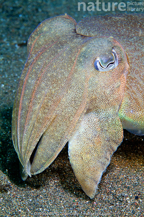 Stock photo of Common cuttlefish (Sepia officinalis) portrait, Channel ...