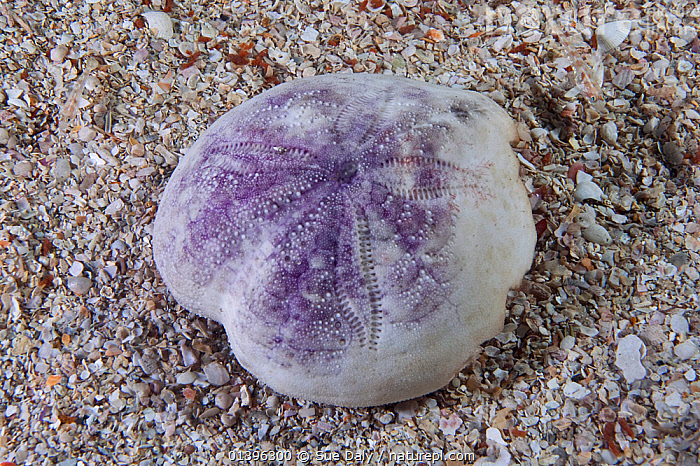Stock photo of Shell of Purple heart urchin (Spatangus purpureus ...
