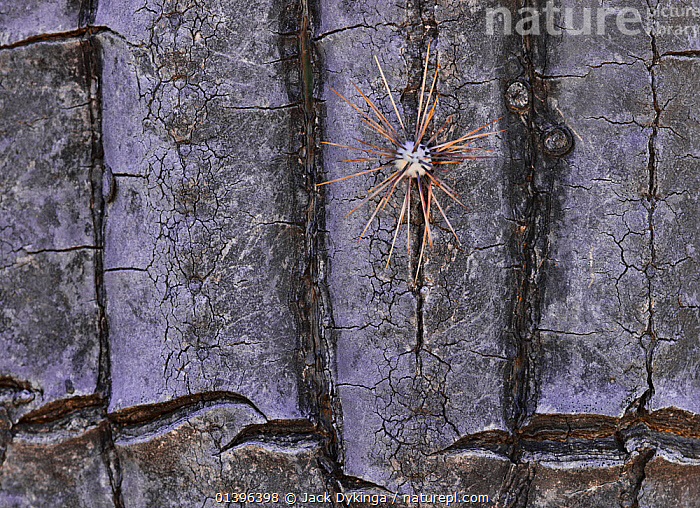 Stock photo of Saguaro cactus (Carnegiea gigantea) spine patterns with ...