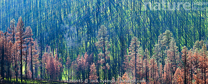 Stock photo of Crosshatch pattern of shadows, felled trees, and charred ...